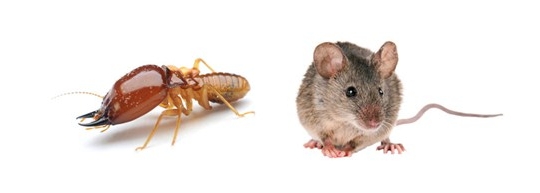 Pest Control for Log Cabins | The Woodworkers Shoppe